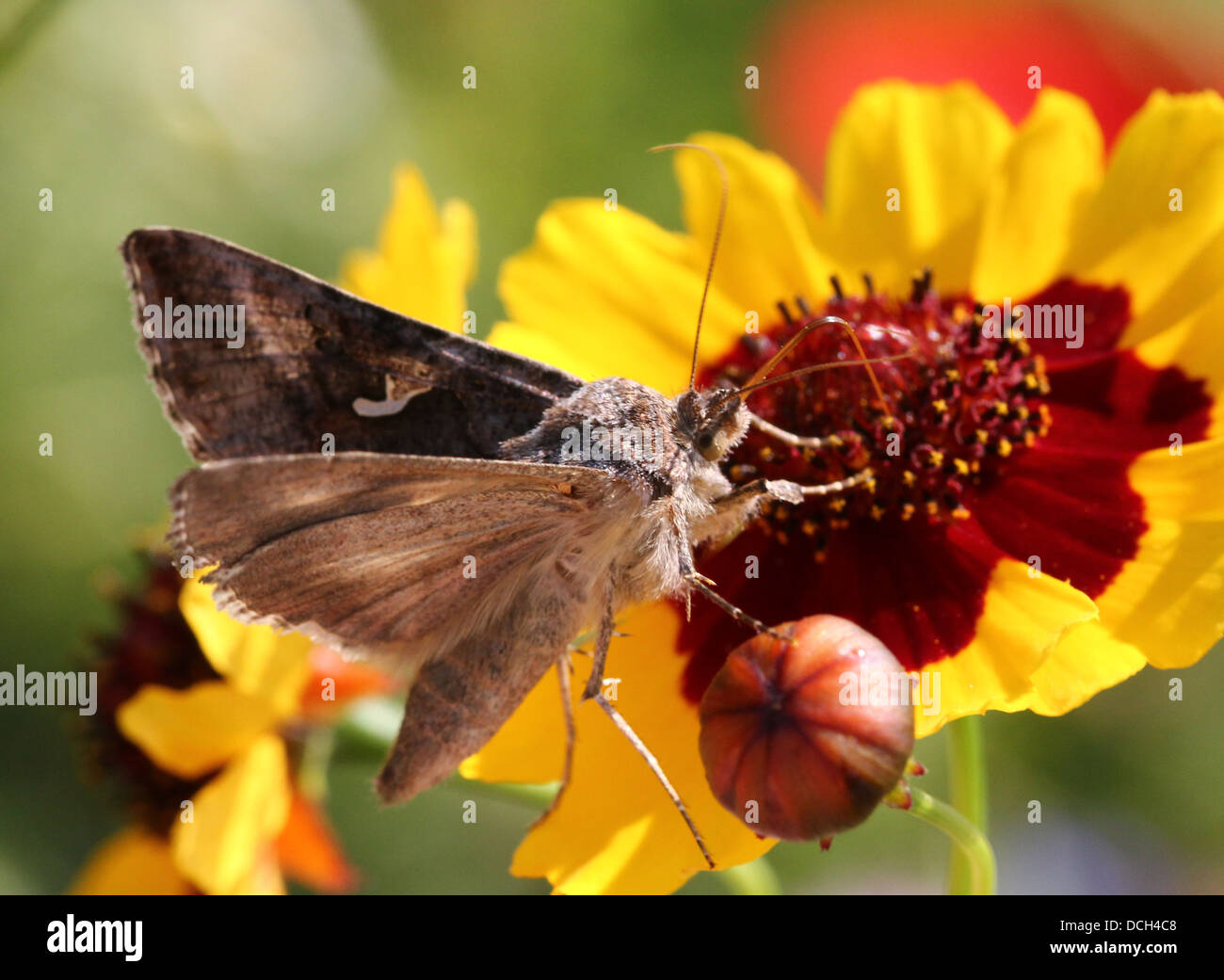 Gamma 100 hi-res stock photography and images - Alamy