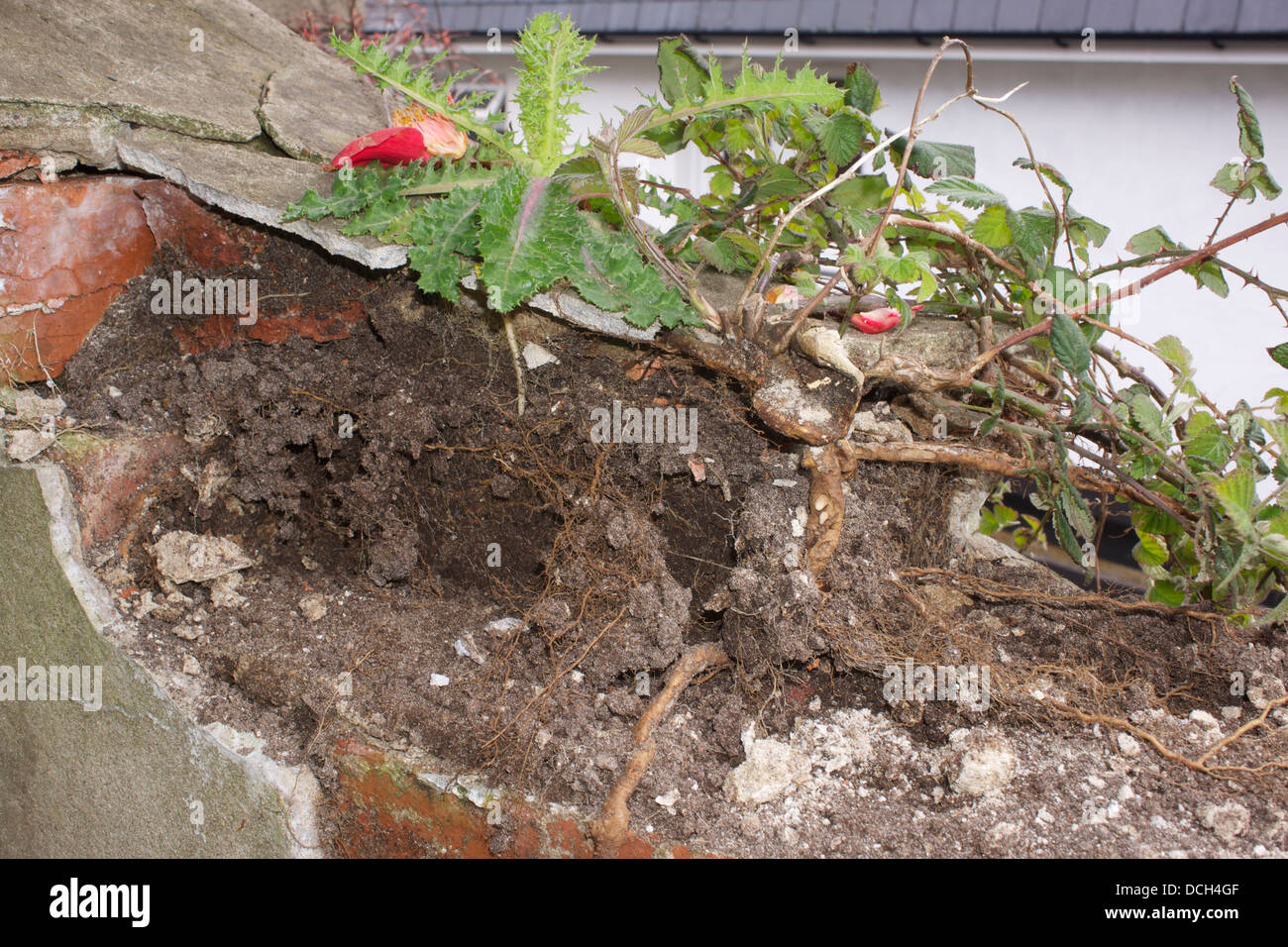 Damage to masonary by ivy and bramble roots Stock Photo - Alamy