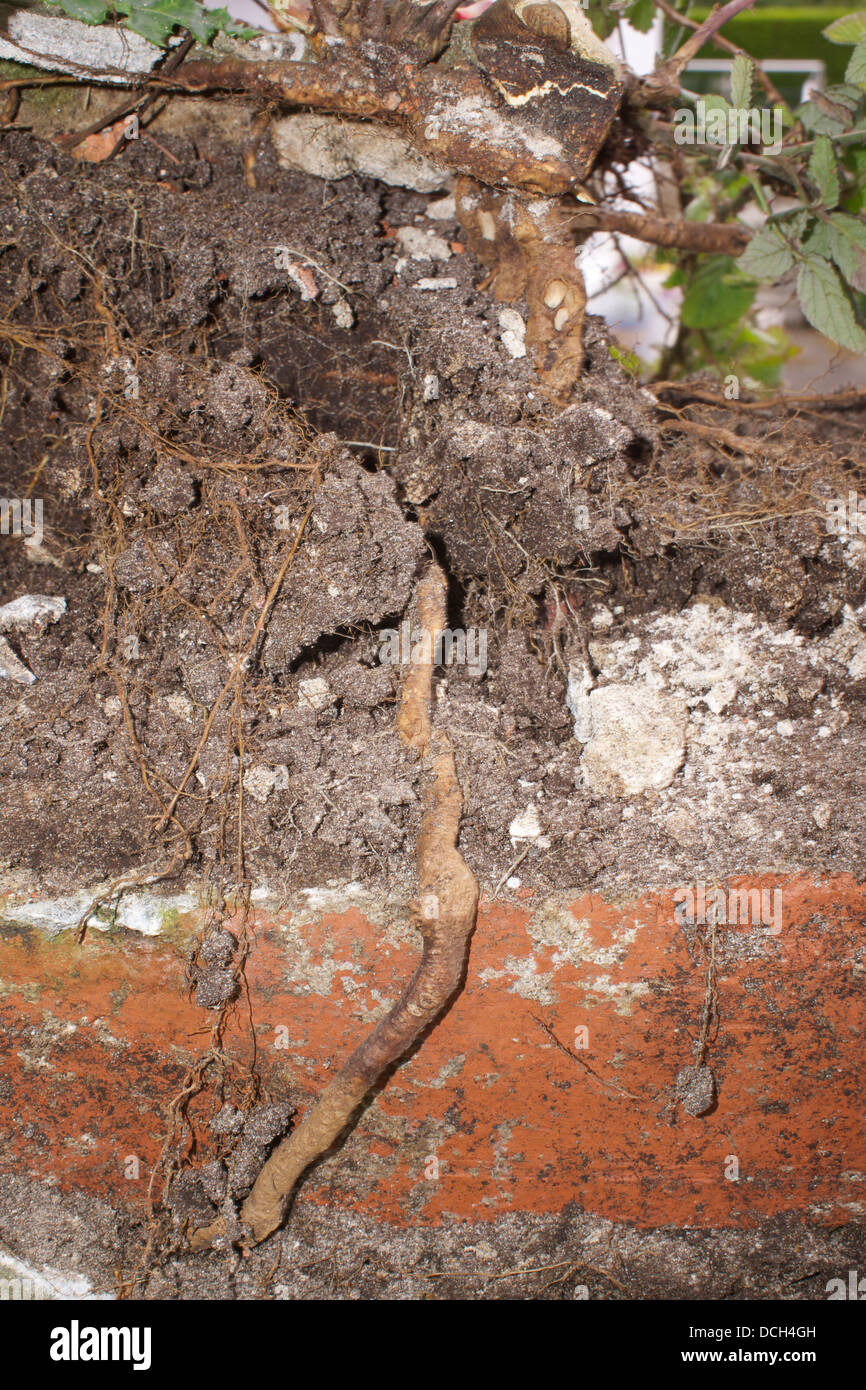 Bramble Roots High Resolution Stock Photography and Images - Alamy