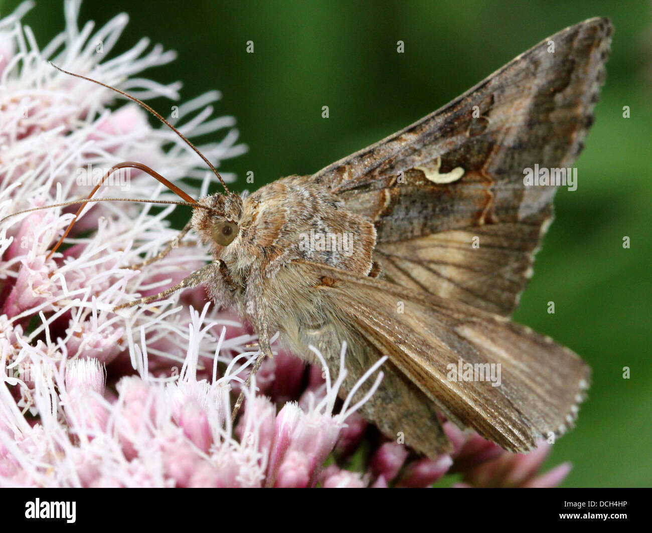 Silver y moth with open wings hi-res stock photography and images - Alamy