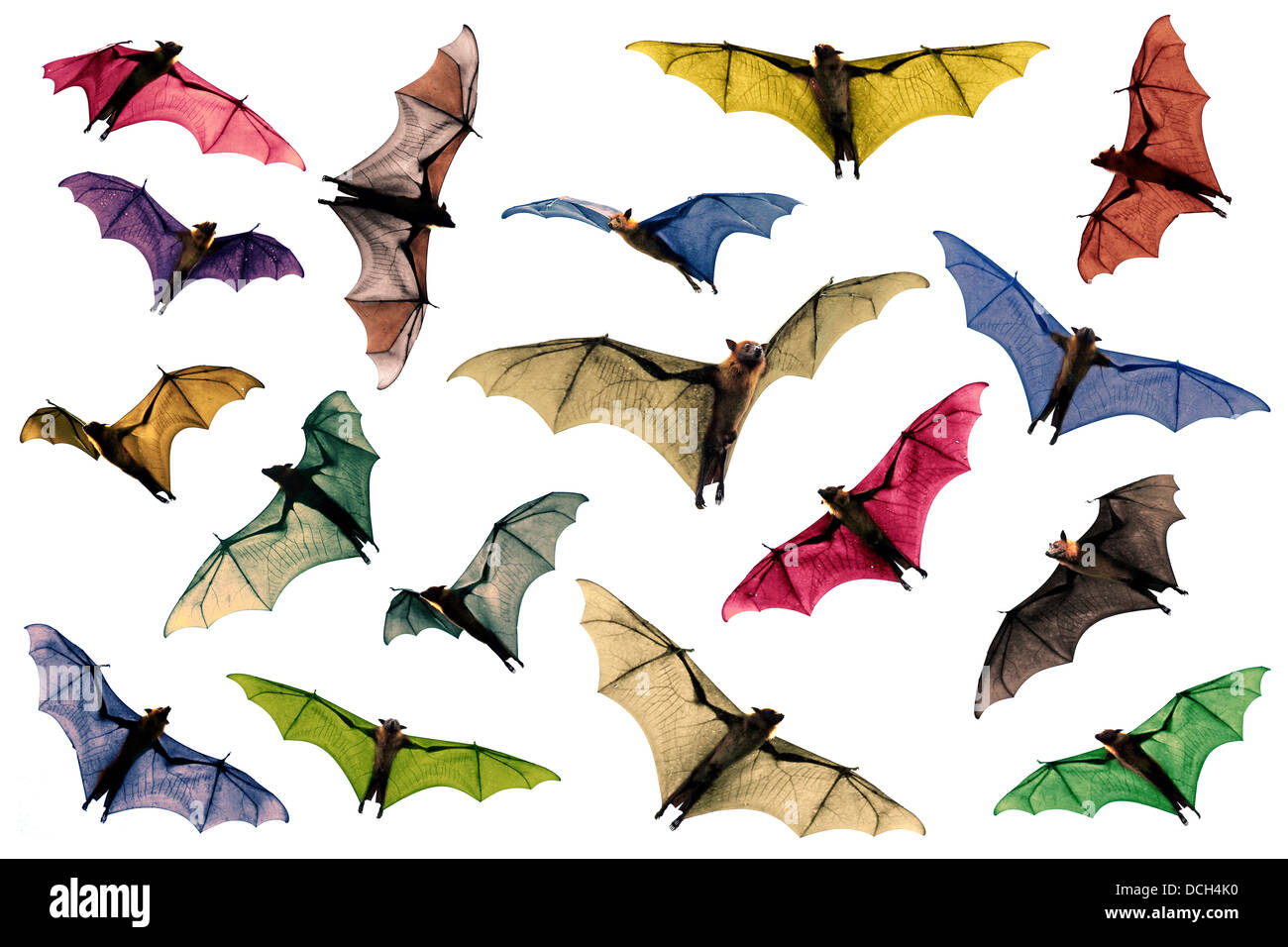 Multi colored fruit bats flying foxes circling in sky Stock Photo - Alamy