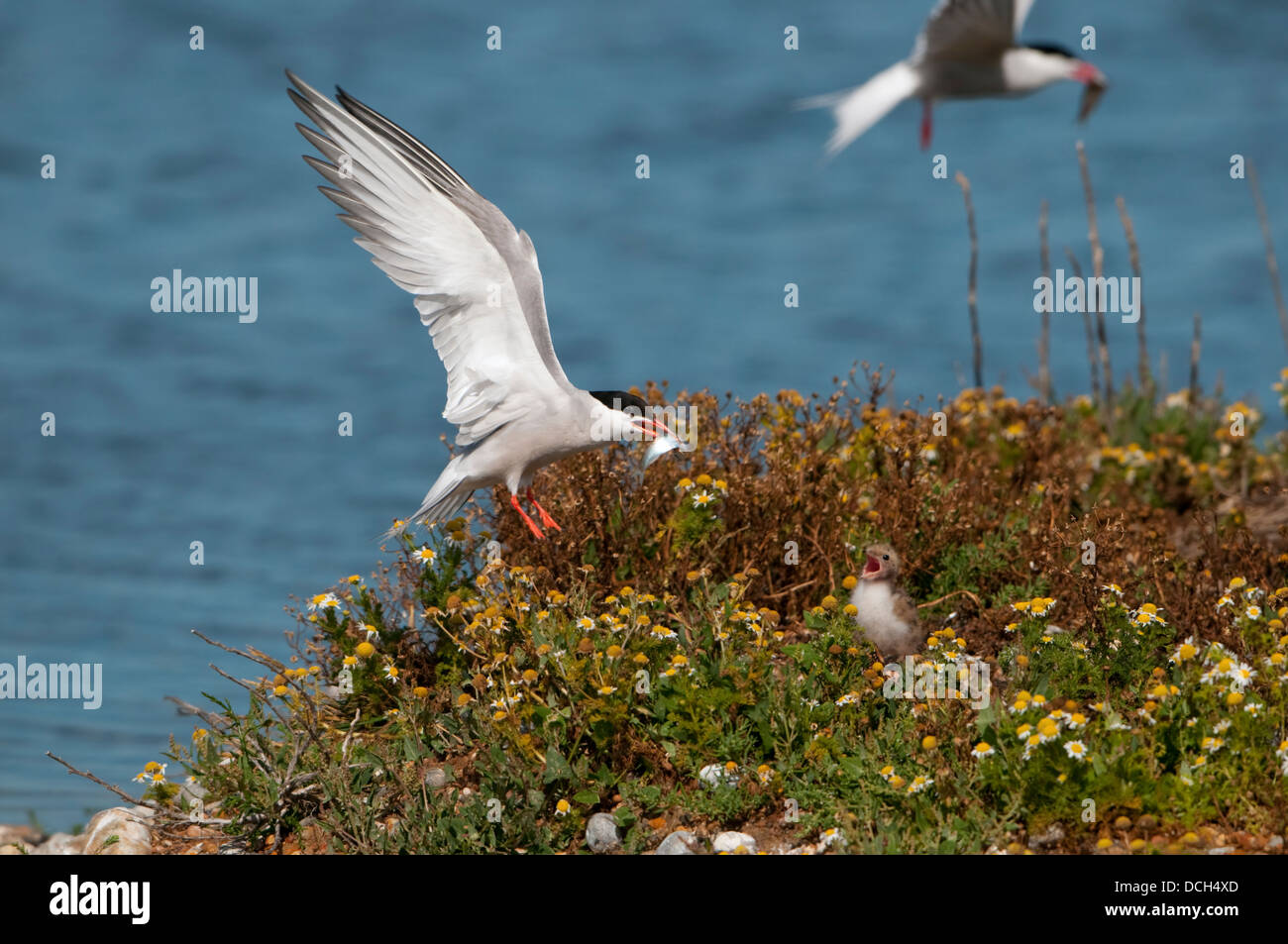 Common tern nest hi-res stock photography and images - Alamy