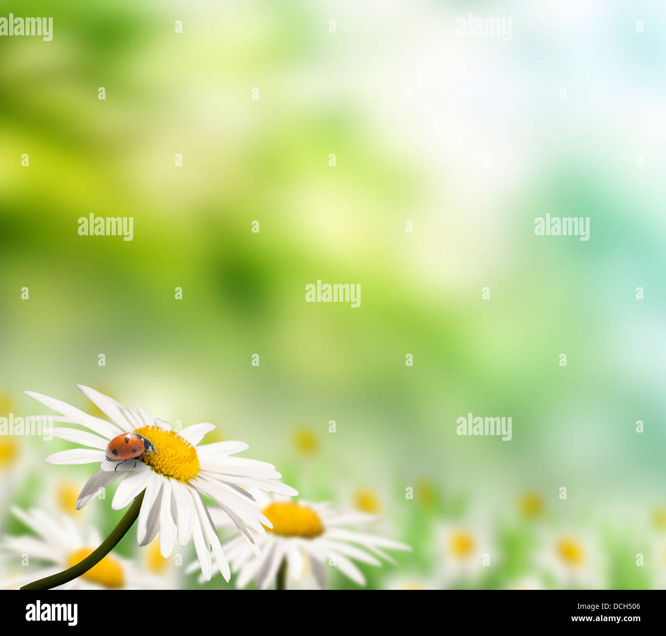 Spring background with daisies and ladybug Stock Photo - Alamy