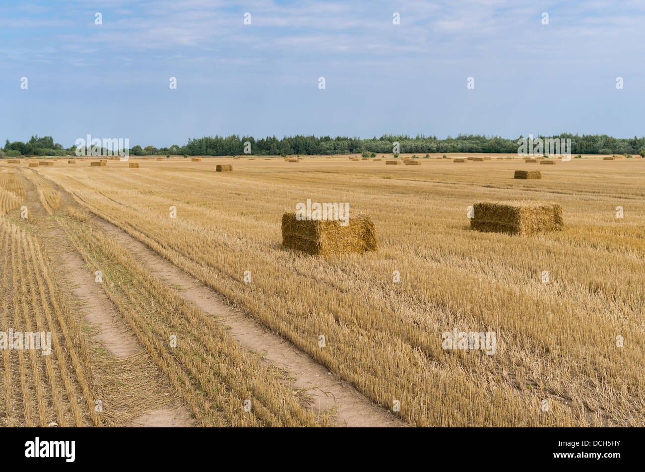 A field of straw bales immediately after cutting Stock Photo - Alamy