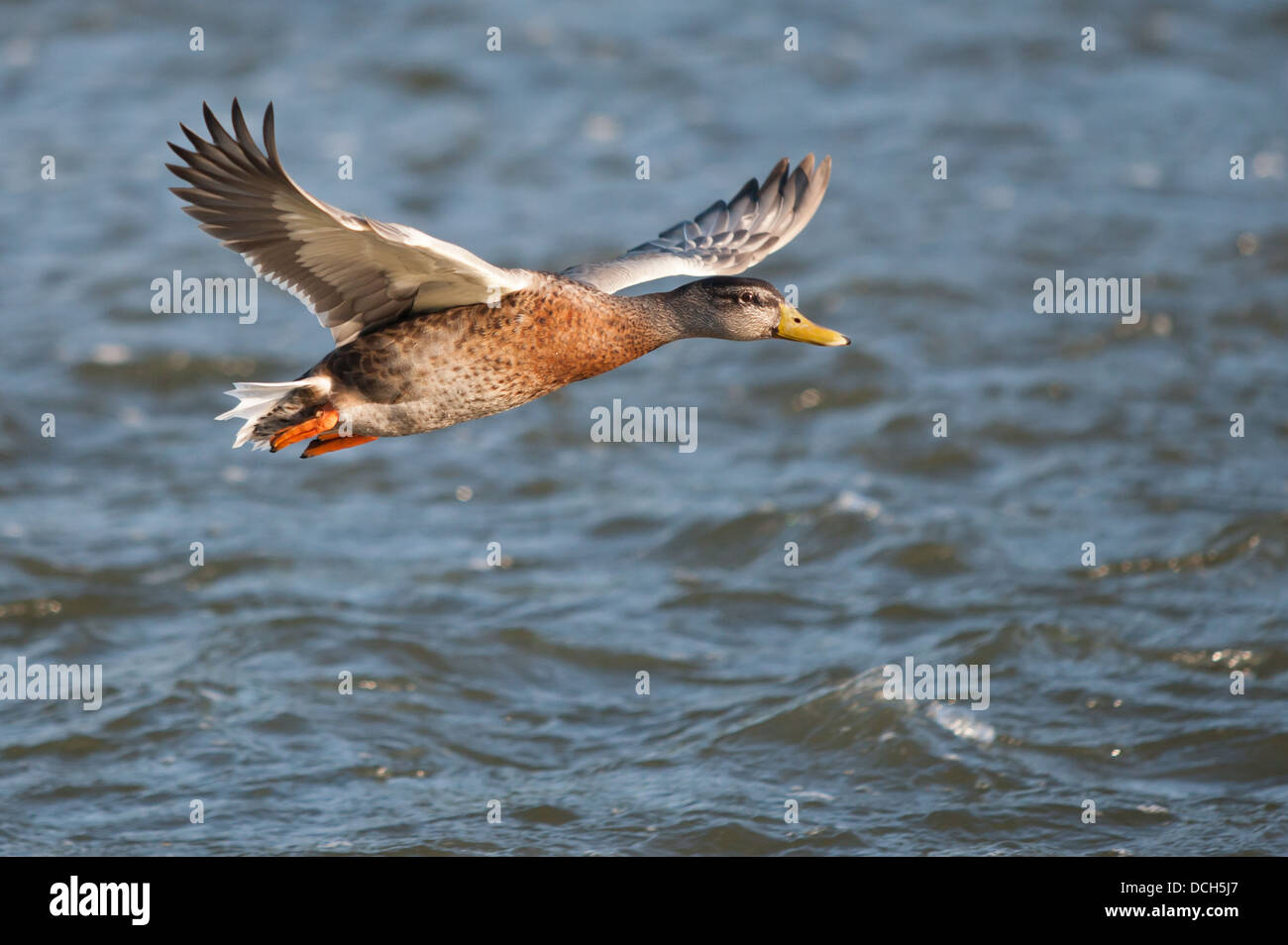 A colour photograph showing a duck flying low over a river Stock Photo ...