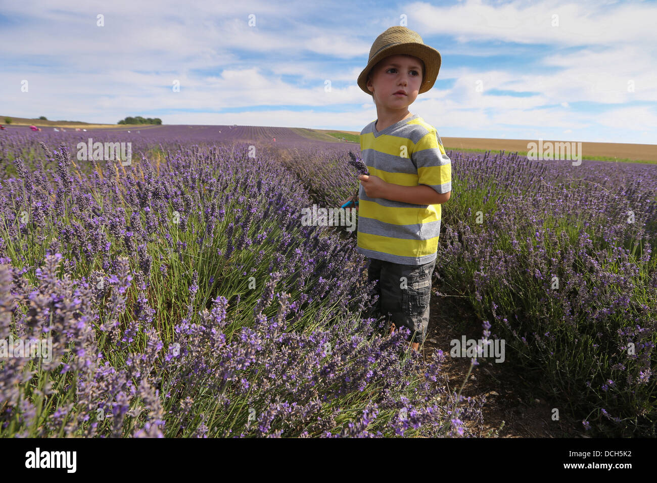 PEOPLE PICKING LAVENDER AT CADWELL FARM,HITCHIN,HERTFORDSHIRE Stock ...