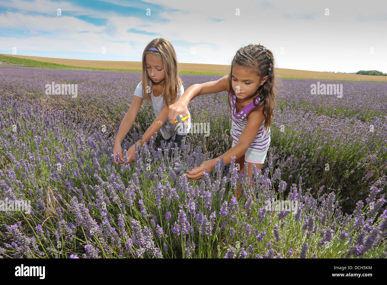 PEOPLE PICKING LAVENDER AT CADWELL FARM,HITCHIN,HERTFORDSHIRE Stock ...