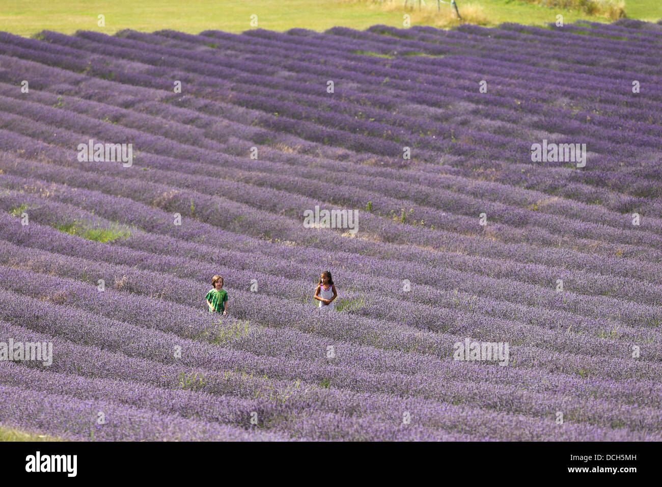PEOPLE PICKING LAVENDER AT CADWELL FARM,HITCHIN,HERTFORDSHIRE Stock ...