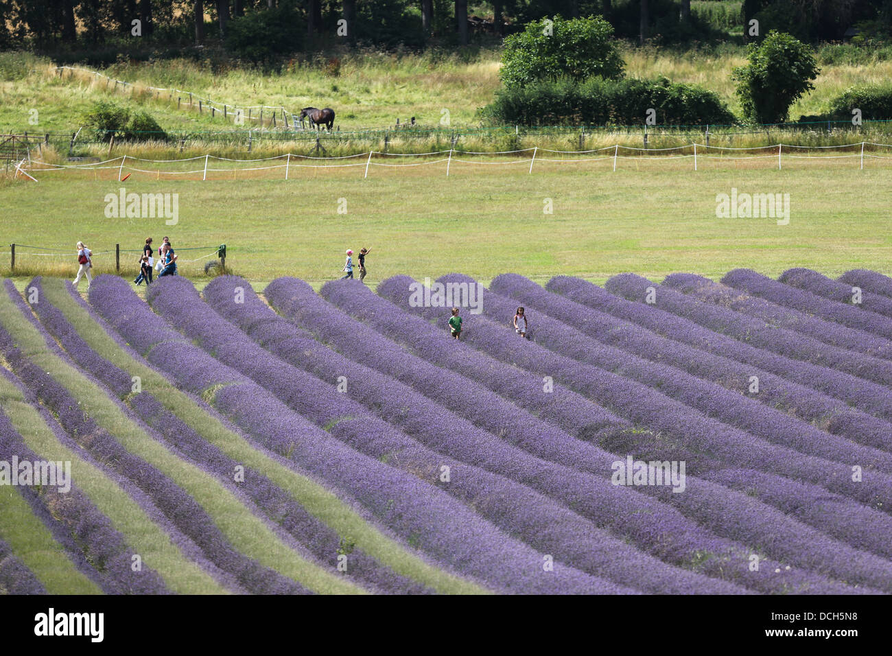PEOPLE PICKING LAVENDER AT CADWELL FARM,HITCHIN,HERTFORDSHIRE Stock ...