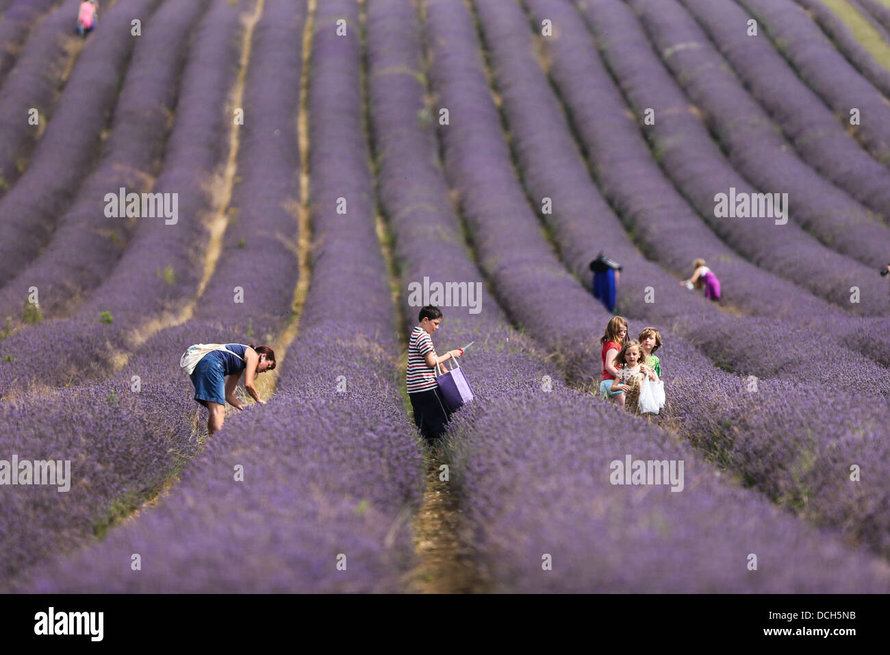 PEOPLE PICKING LAVENDER AT CADWELL FARM,HITCHIN,HERTFORDSHIRE Stock ...