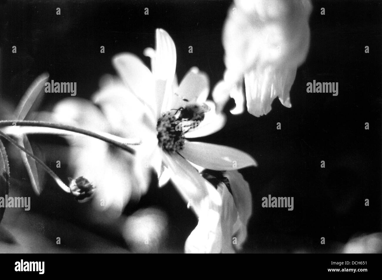 Bee pollinating Black and White Stock Photos & Images - Alamy