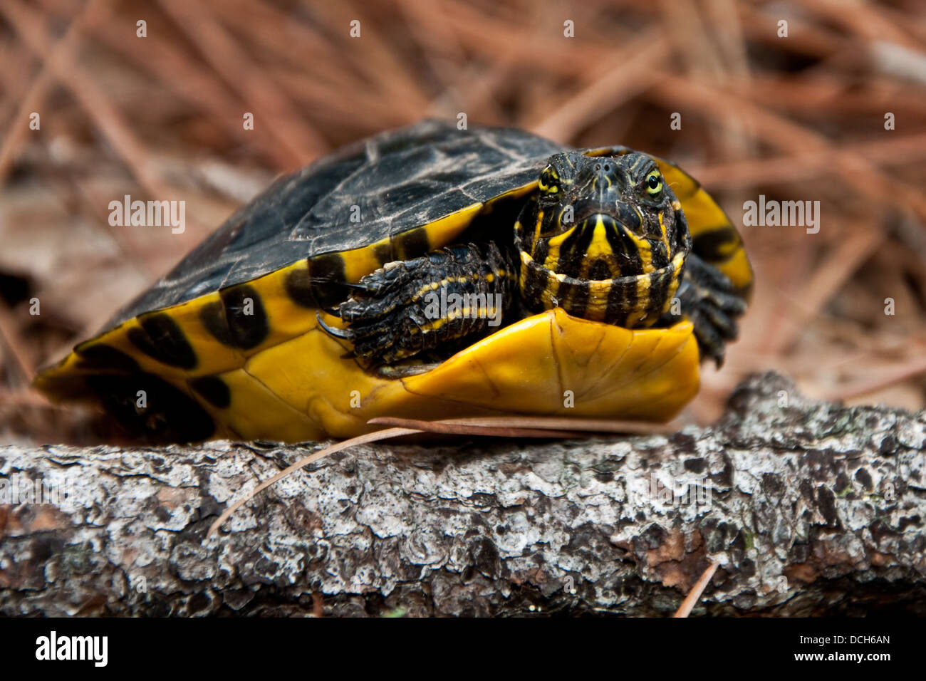 Turtle Conservation Florida Stock Photos & Turtle Conservation Florida ...
