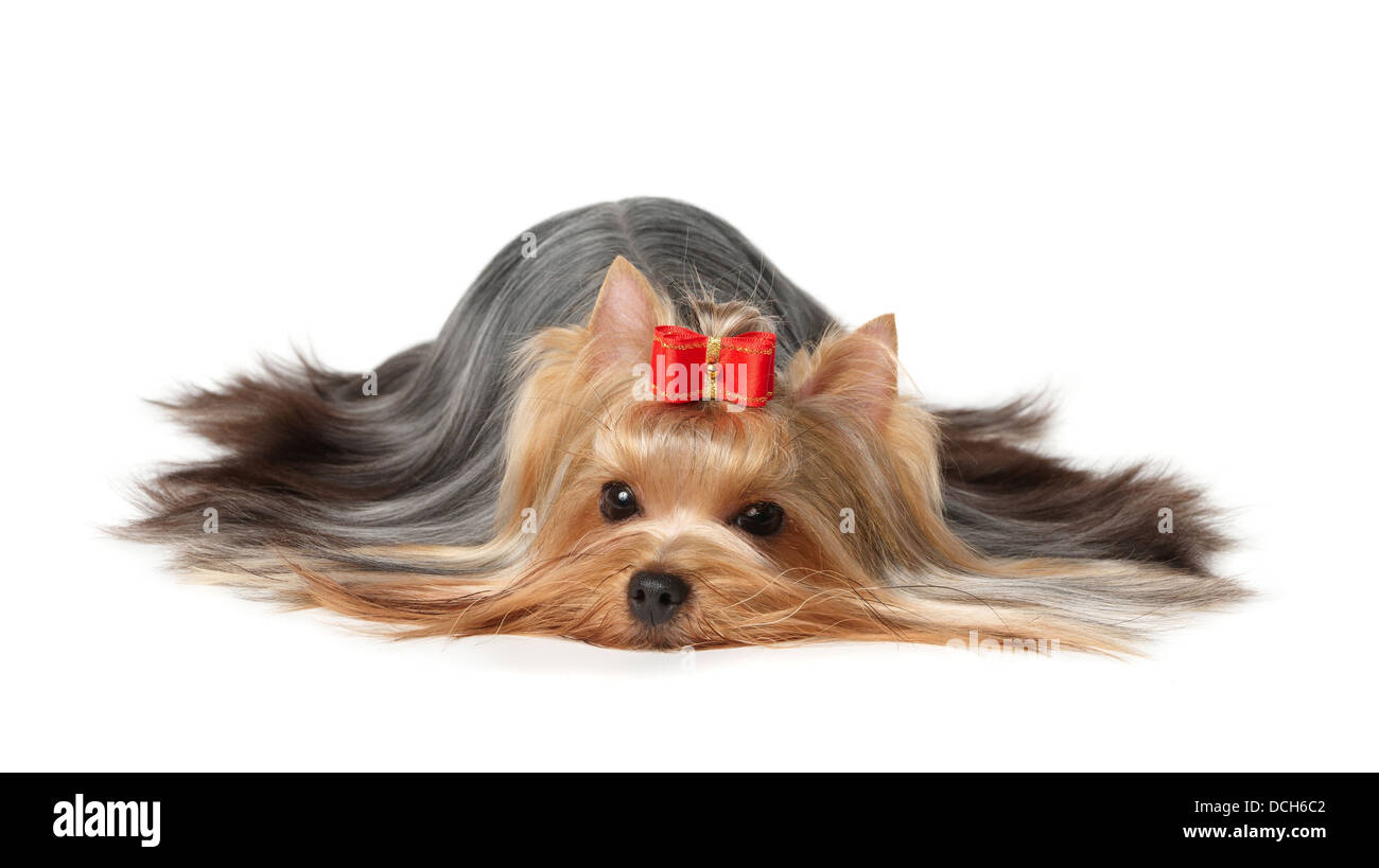 Yorkshire terrier of show class lies on white background Stock Photo ...