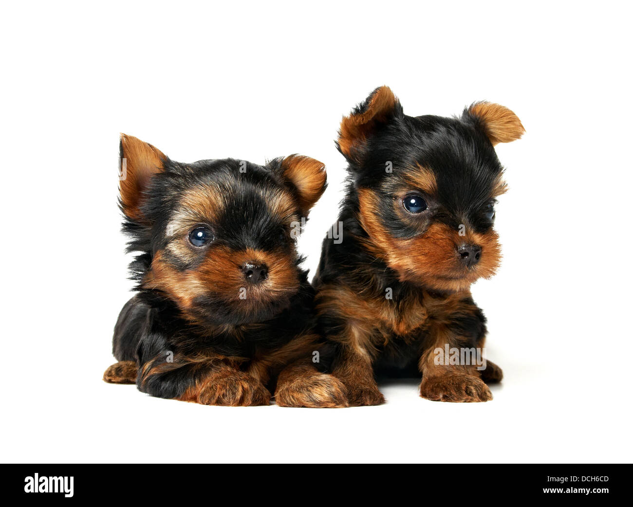 Two cute puppies Stock Photo - Alamy