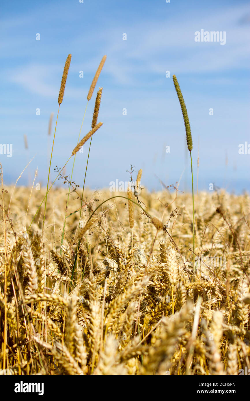 black grass weed is a huge problem this year. Delayed germination due ...