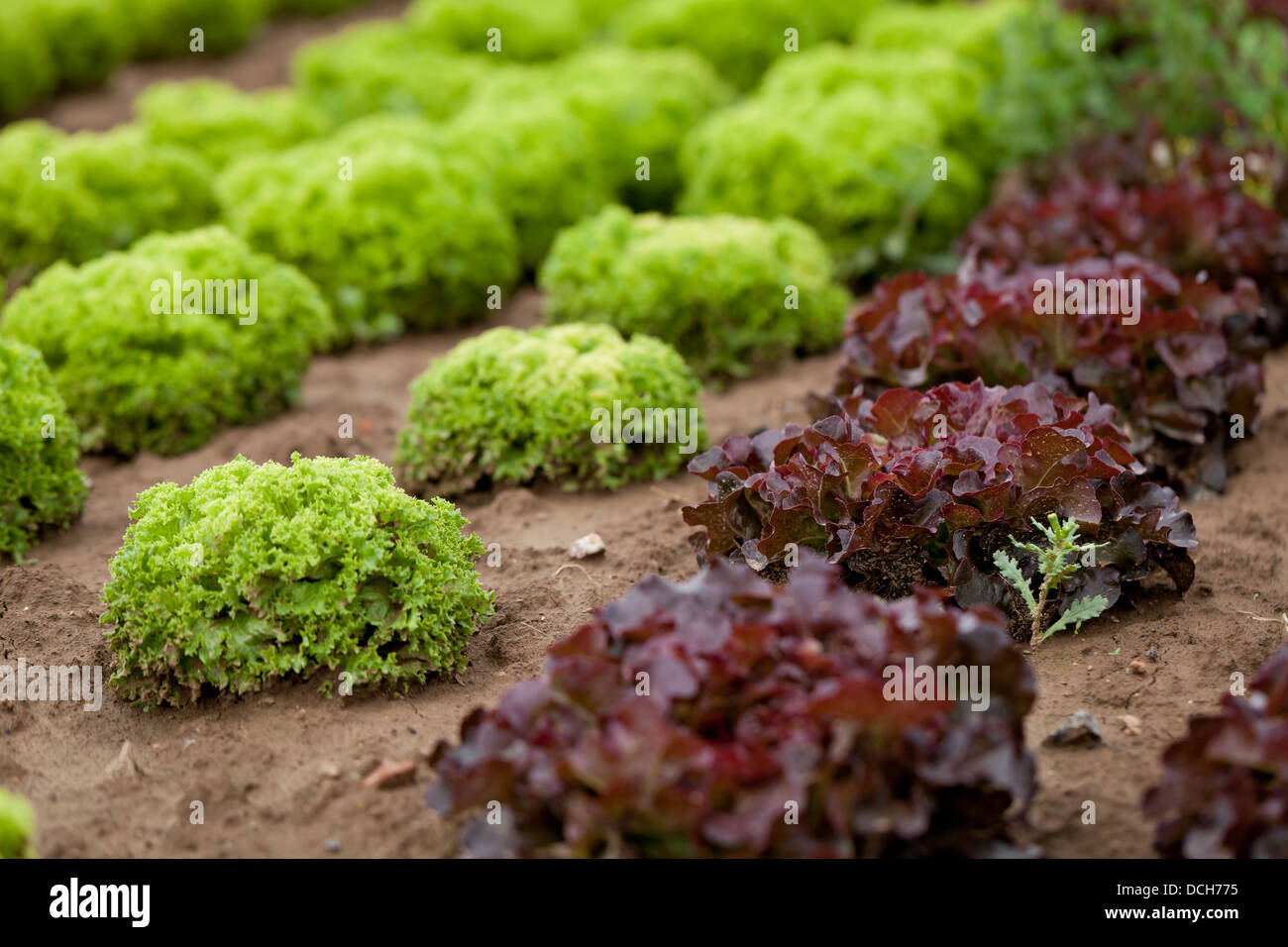 fresh green and red lettuce salad field nature agriculture Stock Photo ...