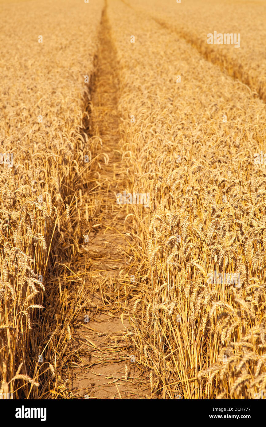 wheat field with tractor lane Stock Photo - Alamy