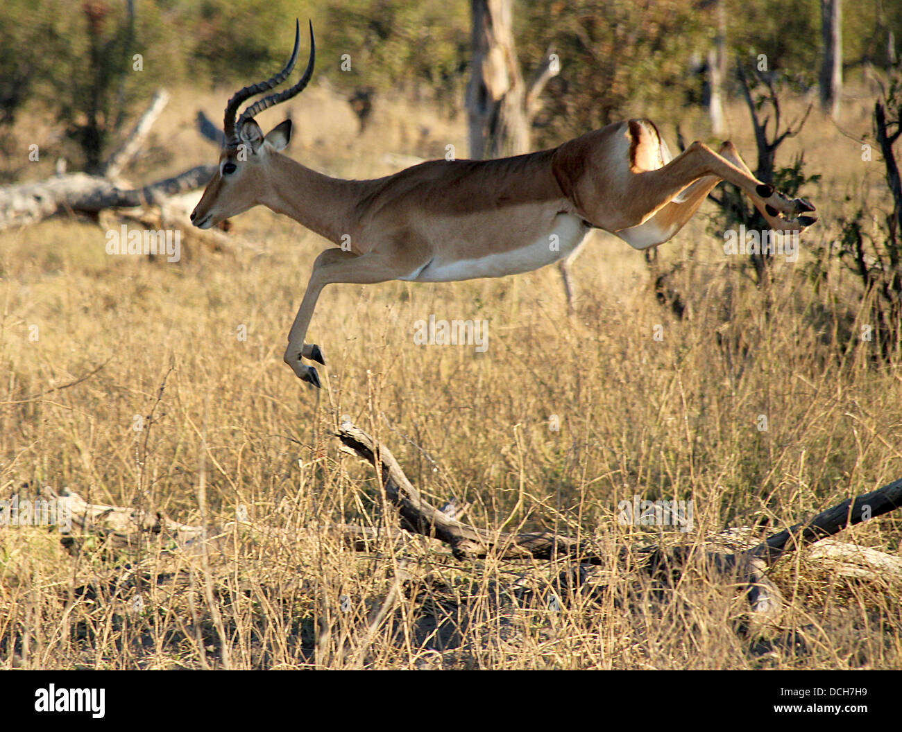 Antelope jumping hi-res stock photography and images - Alamy