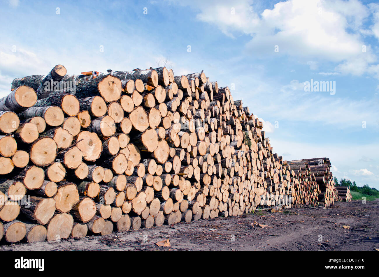 large cut tree logs stack on field Stock Photo - Alamy