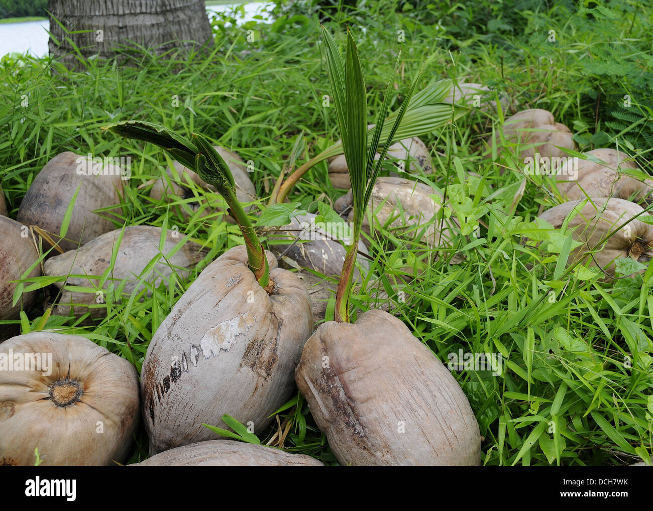 Coconut sprouting hi-res stock photography and images - Alamy