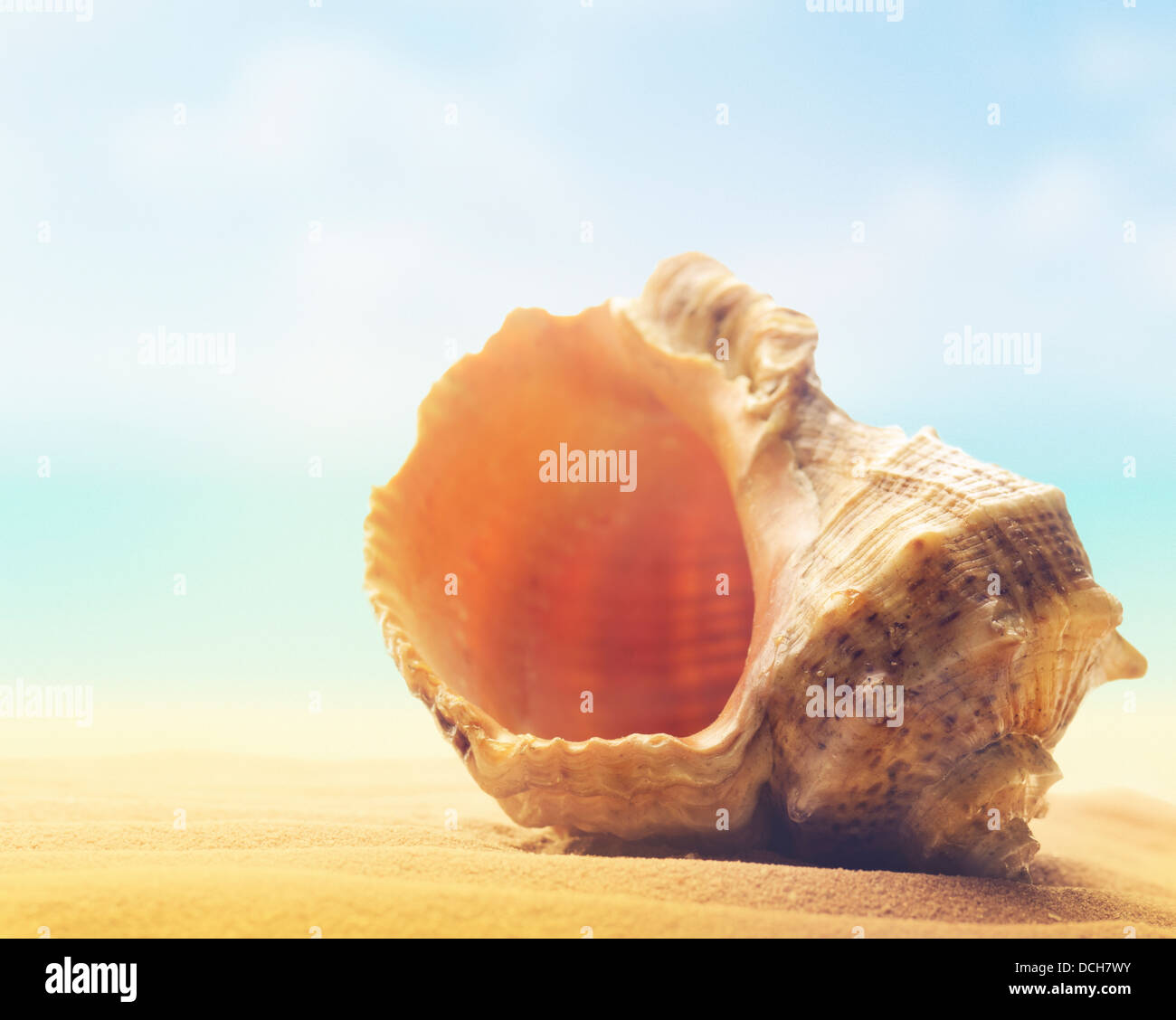 Seashell in the sand with sun rays Stock Photo - Alamy
