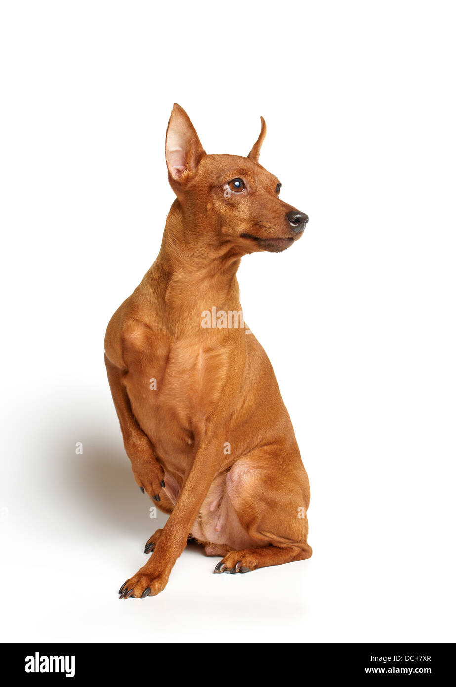One red Miniature Pinscher over white background Stock Photo - Alamy