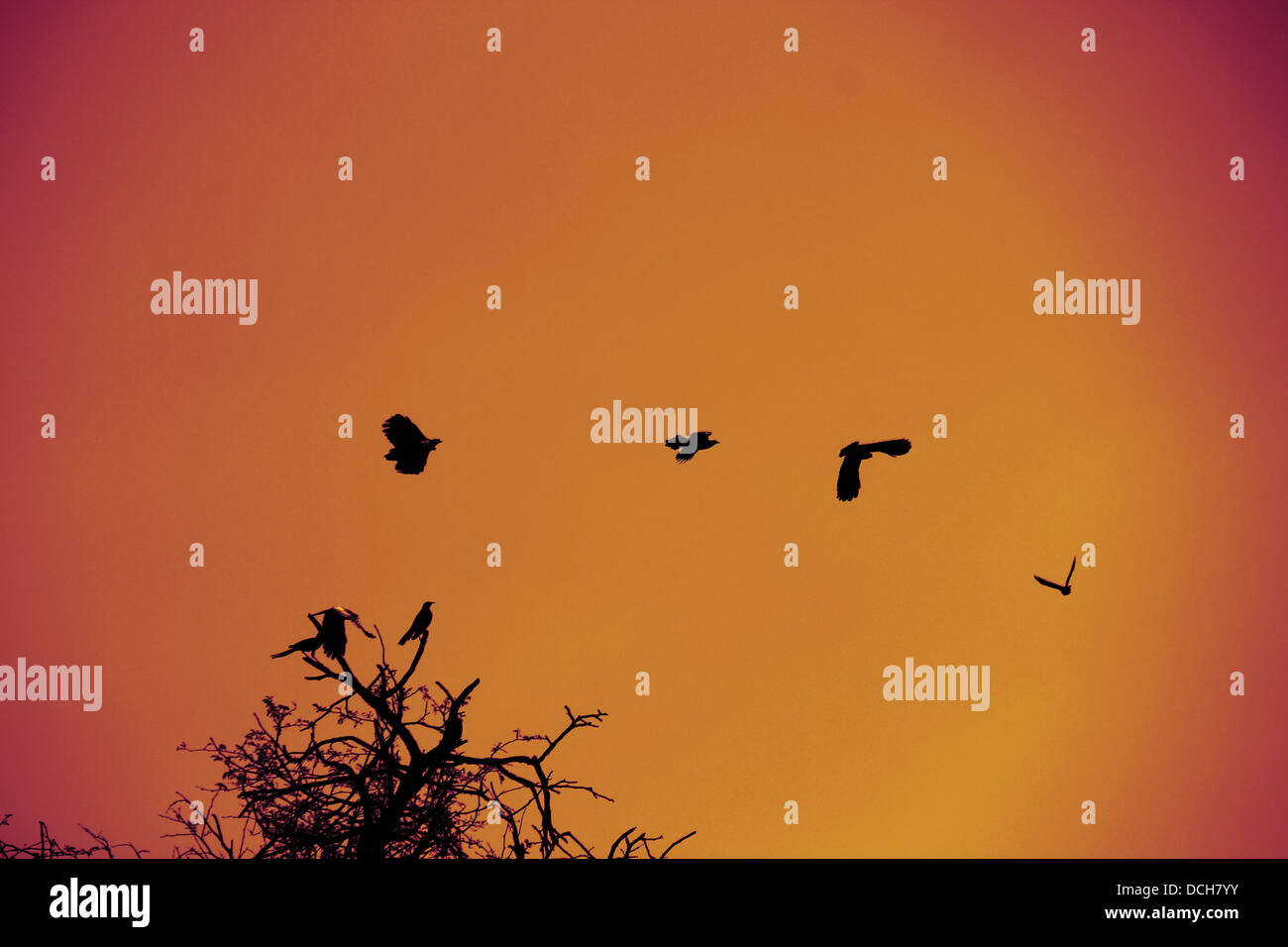 Birds of namibia hi-res stock photography and images - Alamy