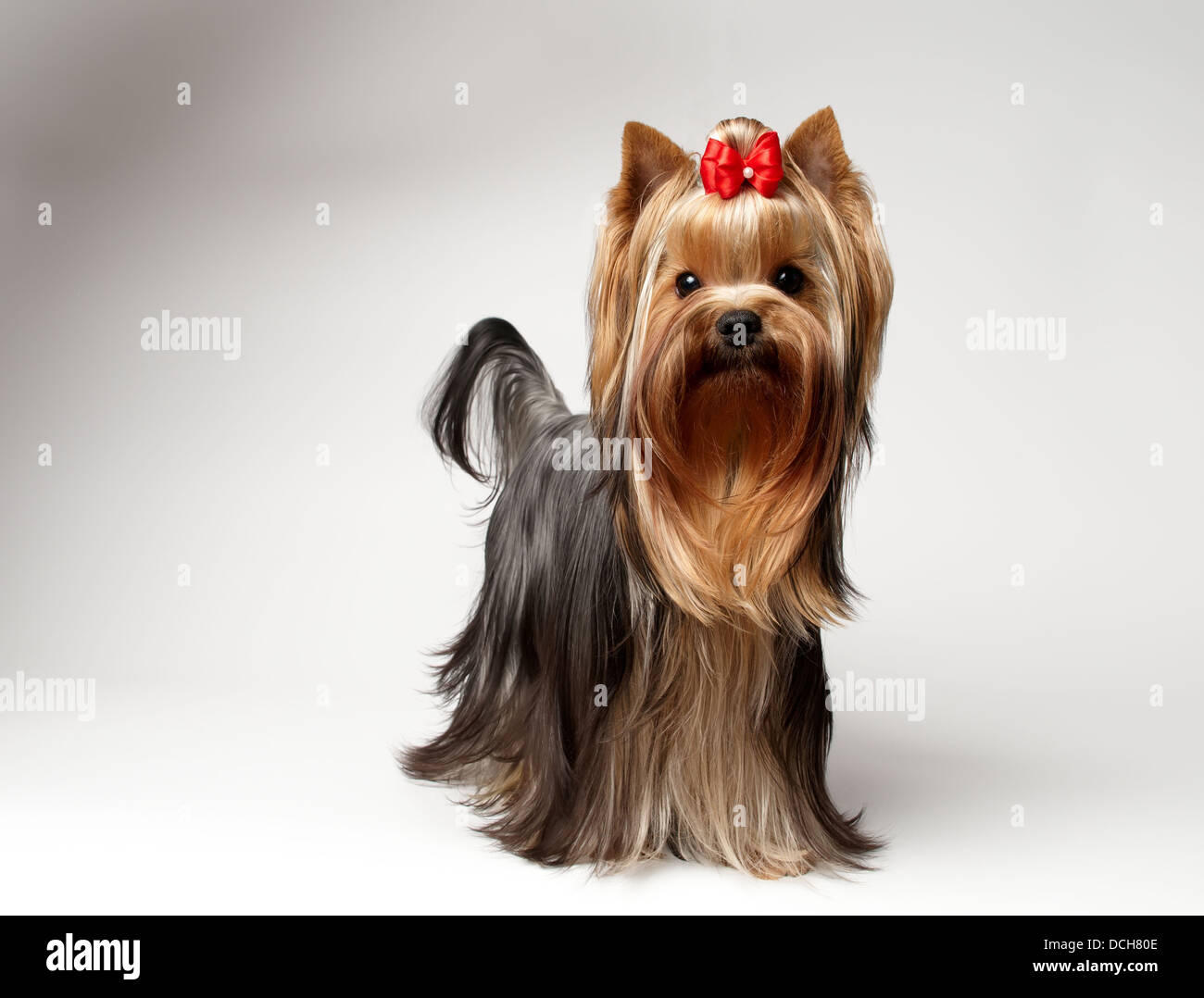 Groomed yorkie hi-res stock photography and images - Alamy