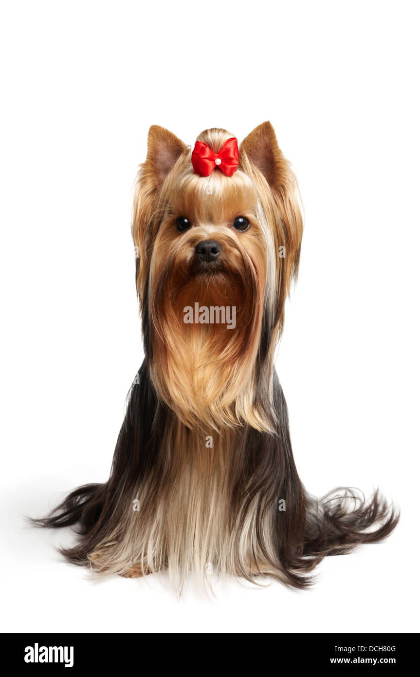 Dog Top Knot High Resolution Stock Photography and Images - Alamy