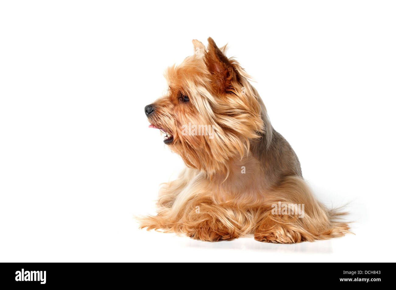 Side view of the dog Stock Photo - Alamy