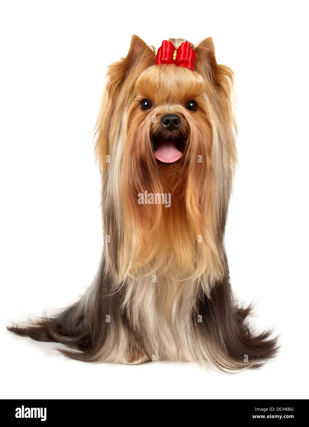 The Yorkshire Terrier of show class isolated on white background Stock ...