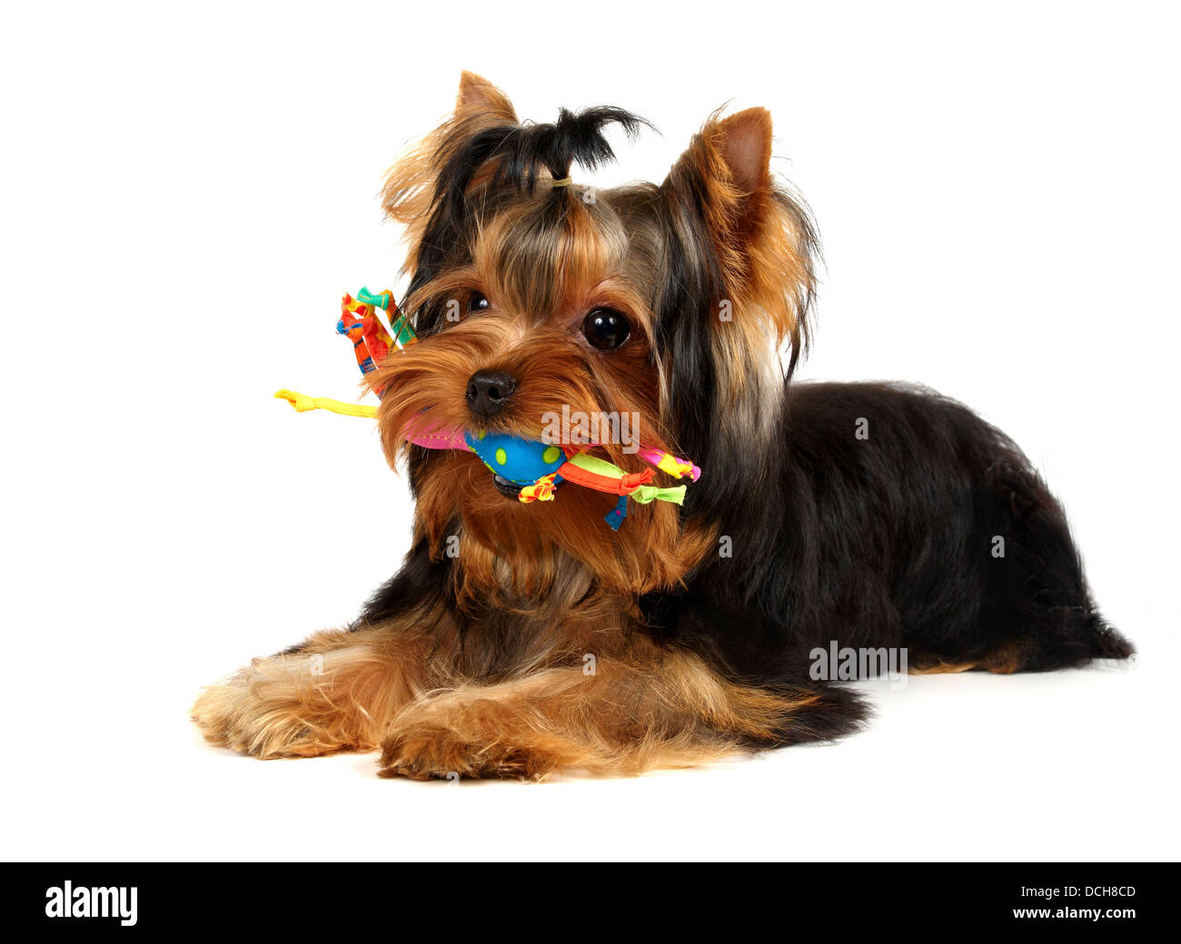 Yorkshire terrier mini toy hi-res stock photography and images - Alamy