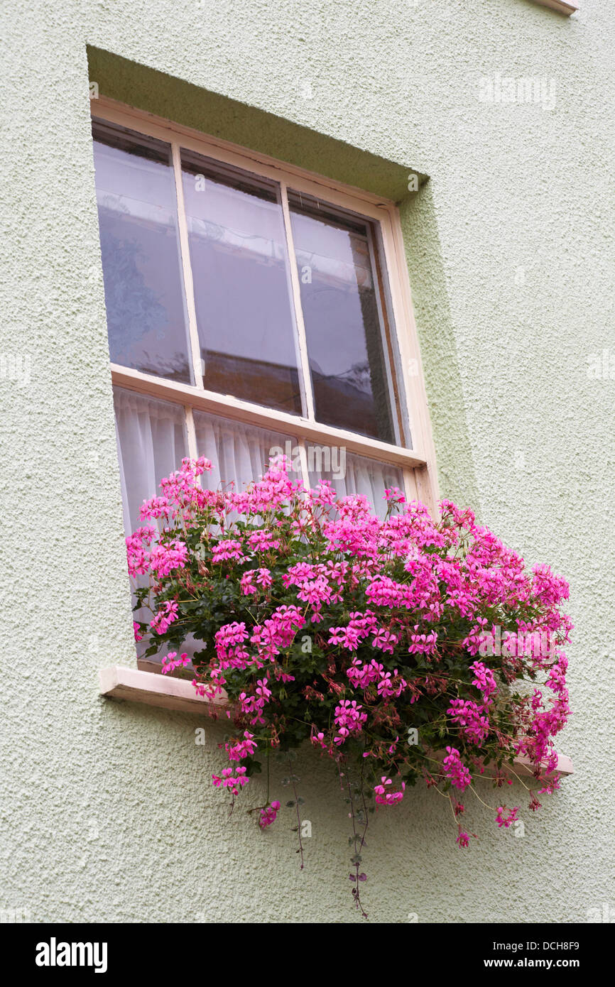 Hanging geraniums hi-res stock photography and images - Alamy