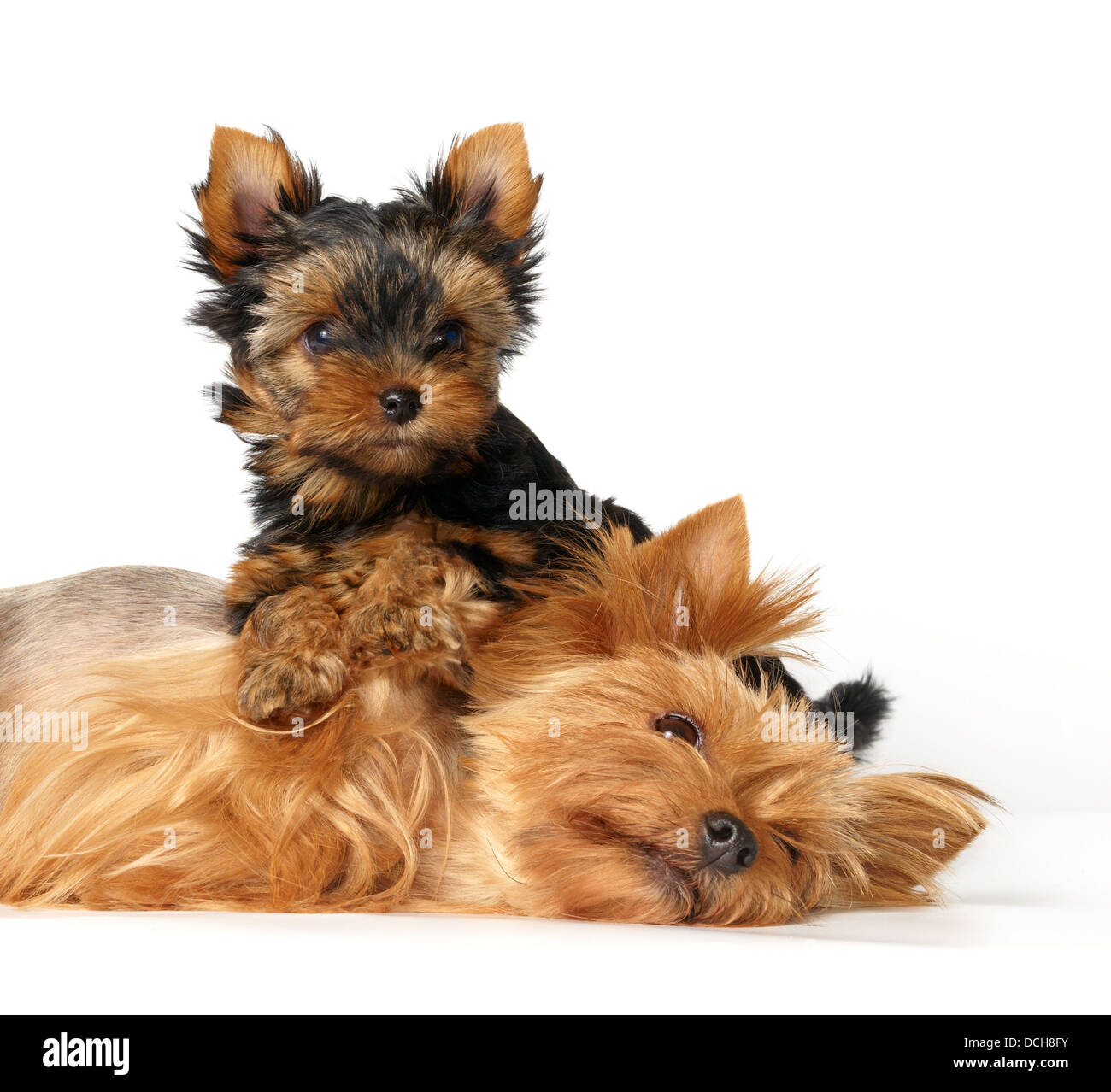 Two Yorkshire terriers isolated over white background Stock Photo - Alamy