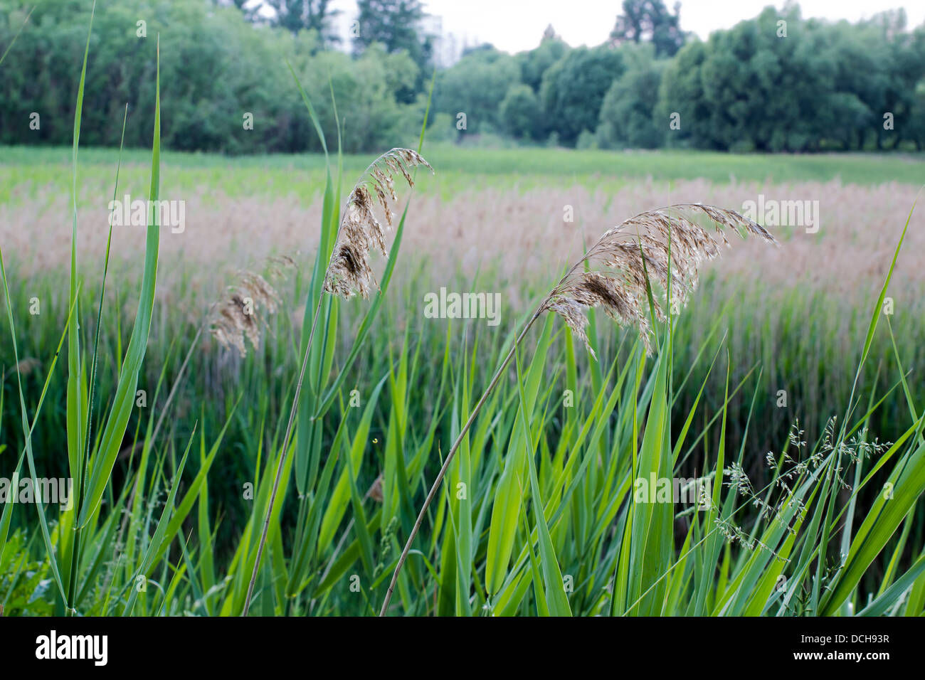 Sedge in a swampy field Stock Photo - Alamy