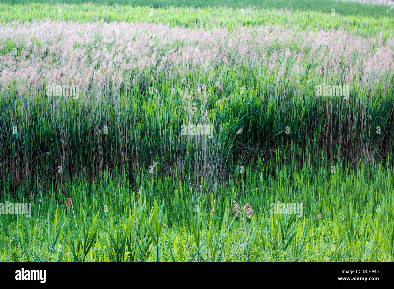 Sedge Grass Nobody Stock Photos & Sedge Grass Nobody Stock Images - Alamy