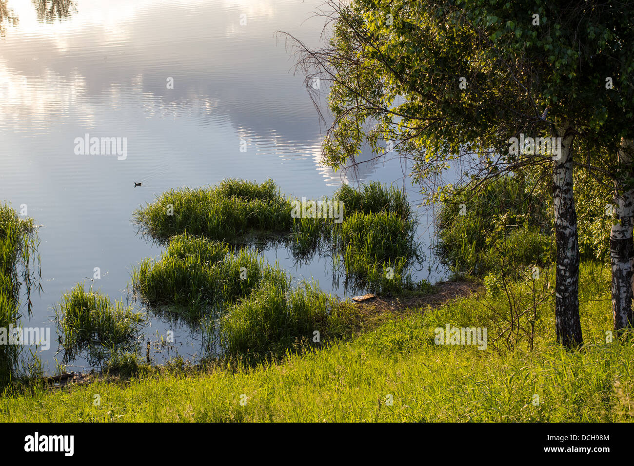 Overgrown grass and sedge shore pond in the summer evening. top view ...