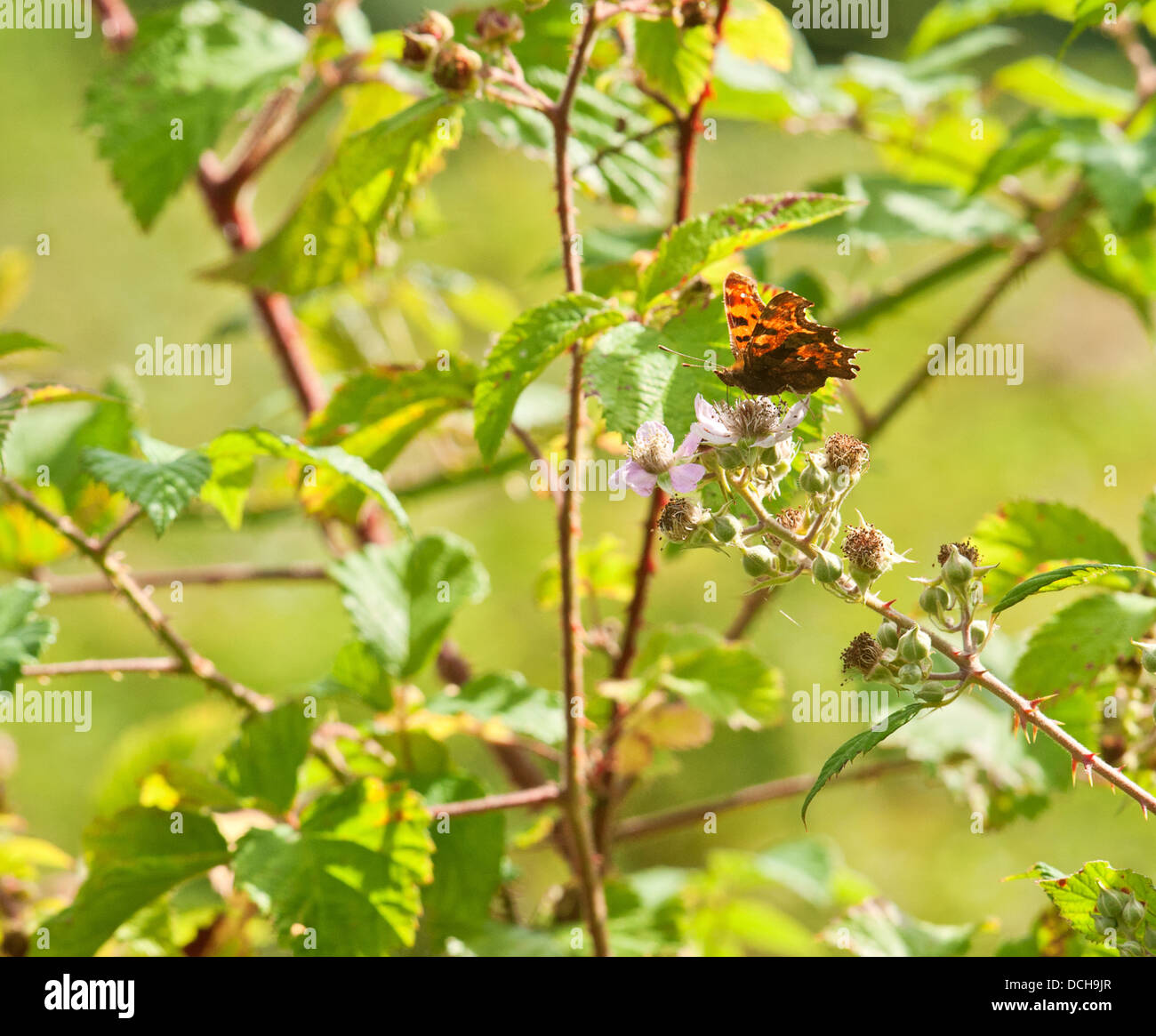 Comma butterfly nectaring on bramble flower Stock Photo - Alamy