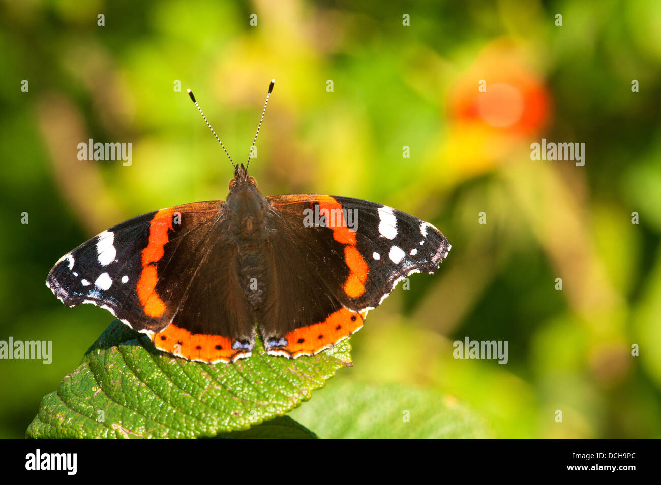 Red Admiral butterfly sunning Stock Photo - Alamy