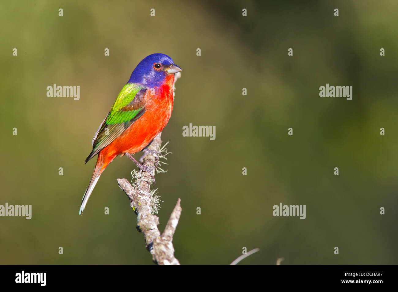 Passerine Ciris High Resolution Stock Photography and Images - Alamy