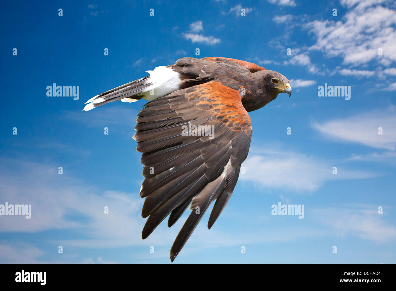 bird (harrier hawk or eagle) mid flight Stock Photo - Alamy