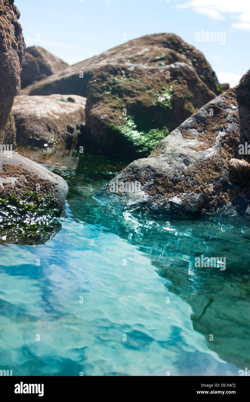 rock pool with barnacles on rocks Stock Photo - Alamy