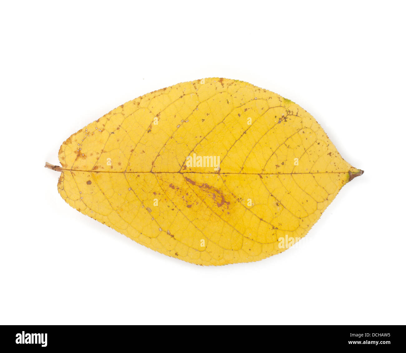 Autumn yellow leaf. Isolated on white background Stock Photo - Alamy