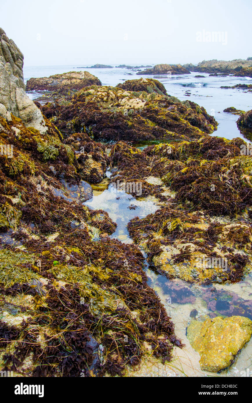 tidal pools and seaweed, at Asilomar state beach, Pacific Grove ...