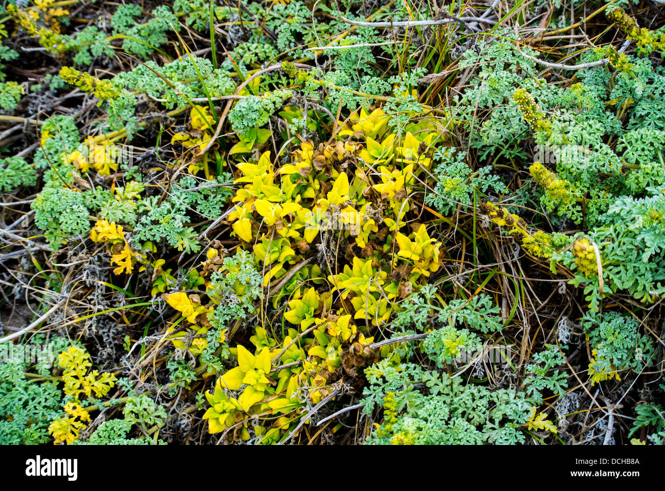 beach vegetation (strand) at Asilomar state beach, Pacific Grove ...