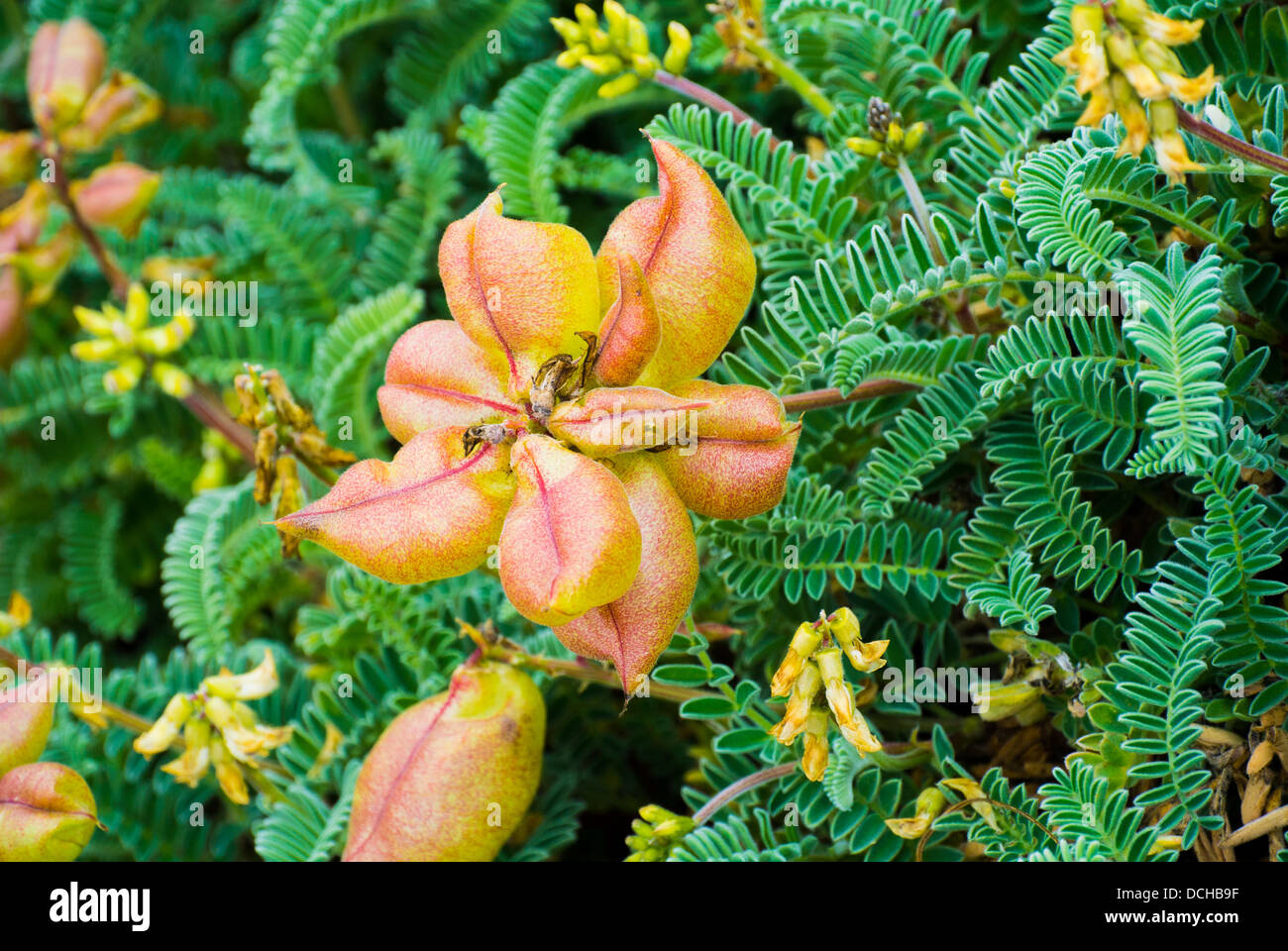 beach vegetation (strand) at Asilomar state beach, Pacific Grove ...