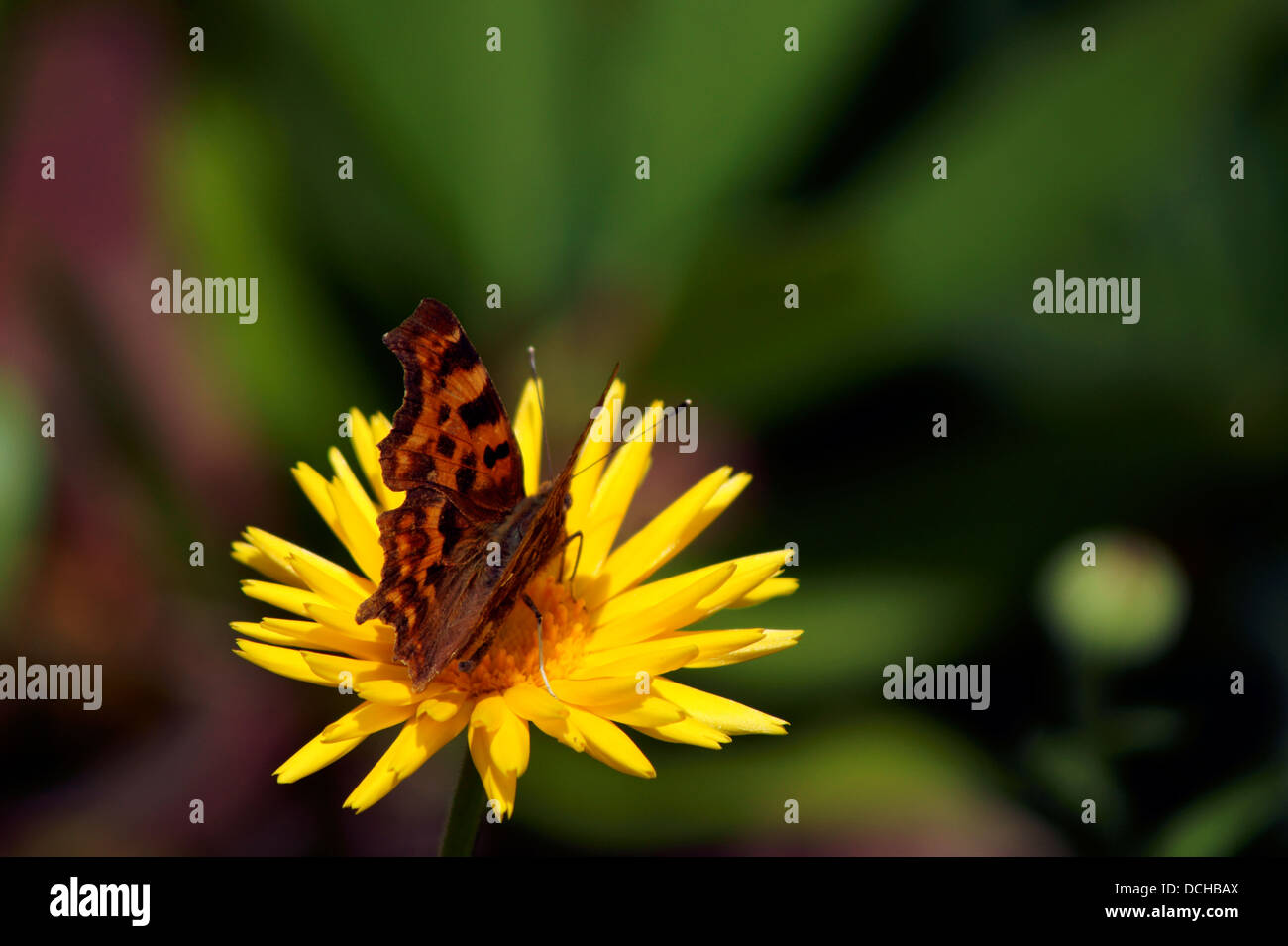 Comma butterfly chrysalis hi-res stock photography and images - Alamy