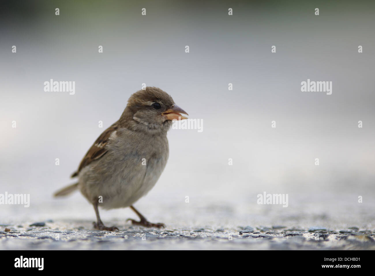 Baby sparrow hi-res stock photography and images - Alamy