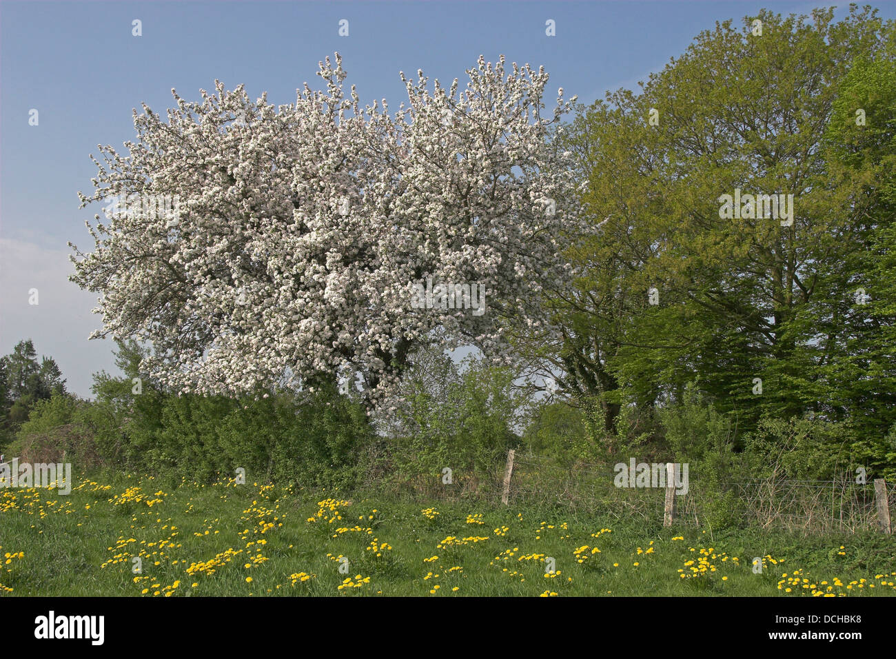 Apple, fruit tree, fruit-bearing tree, Kultur-Apfel, Apfelbaum, Obst ...