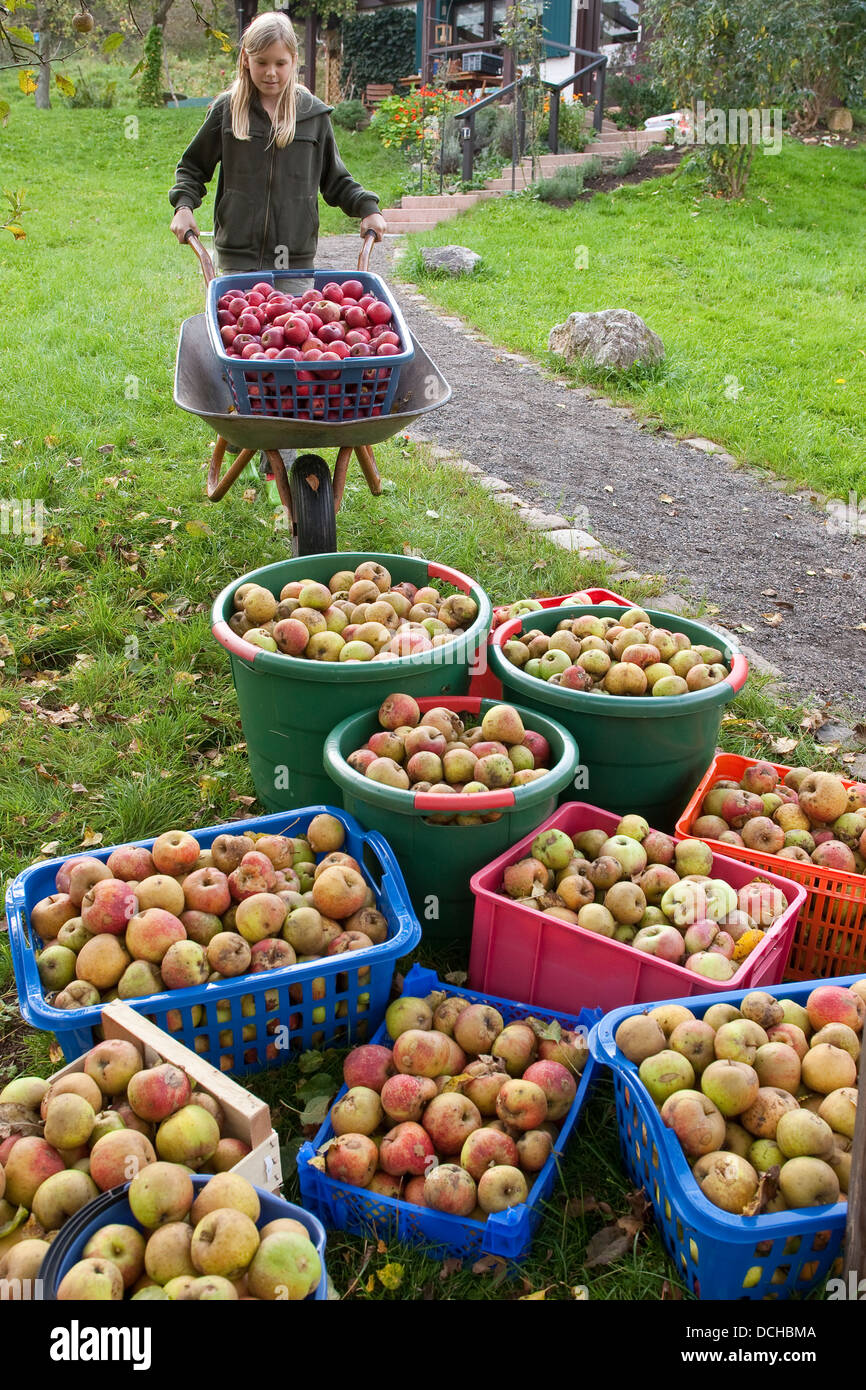 Apple, harvest, Äpfel, Apfel-Ernte, Apfelernte, Apfel, Ernte, Kultur ...
